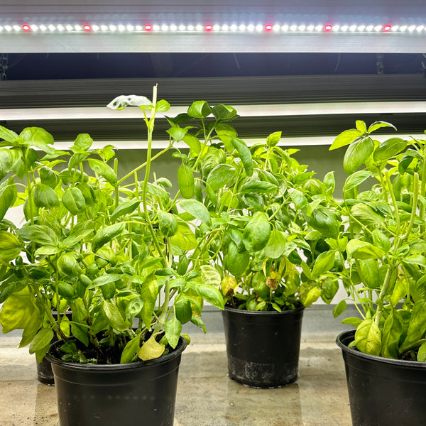 GrowTronics T5 LED Grow Light (Generation 2)